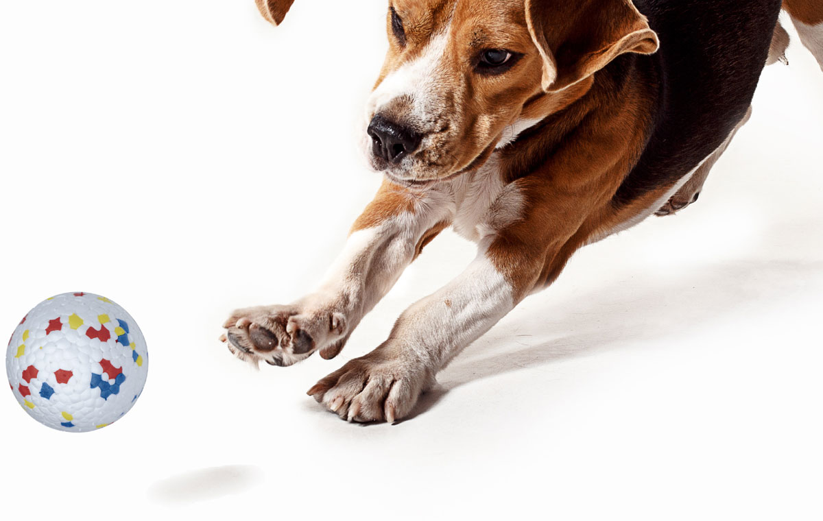 Indestructible Dog Ball toy for Active Play